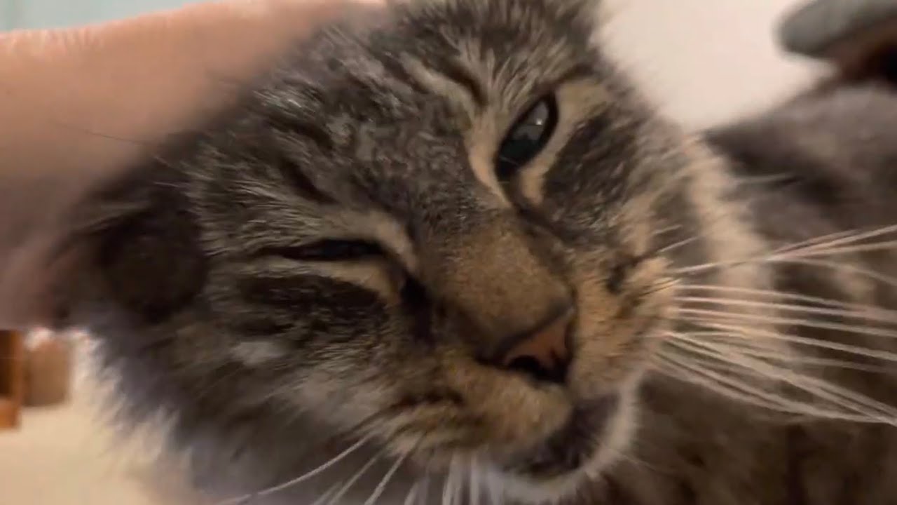 Living with Eric the cat : a few snippets - YouTube