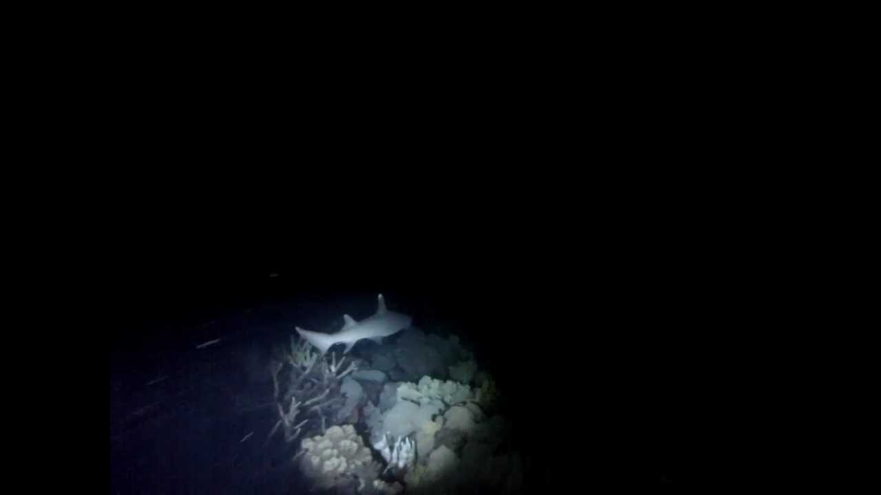 Great Barrier Reef Night Dive - White Tip Reef Shark - YouTube