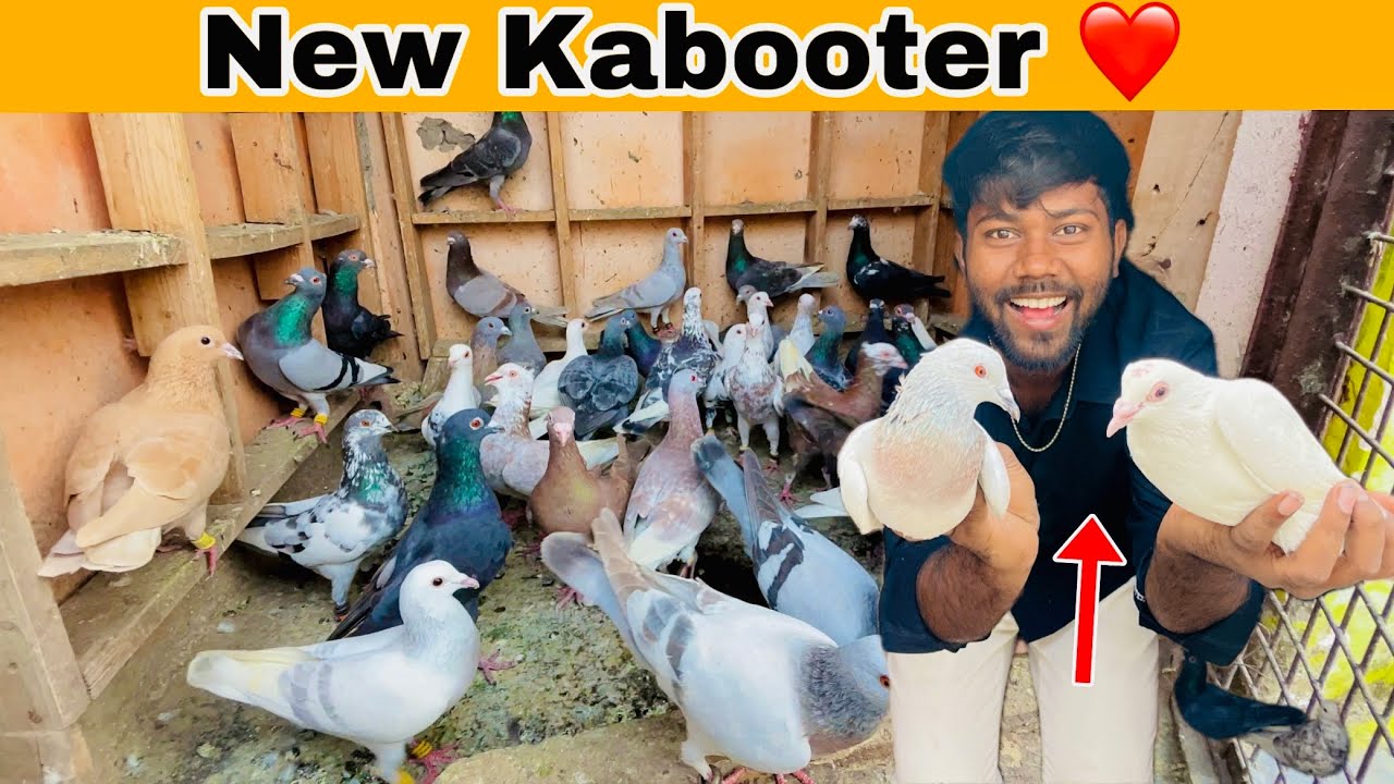 2 New Kabooter Khol Diye | 2 New Kabooter ️ - YouTube