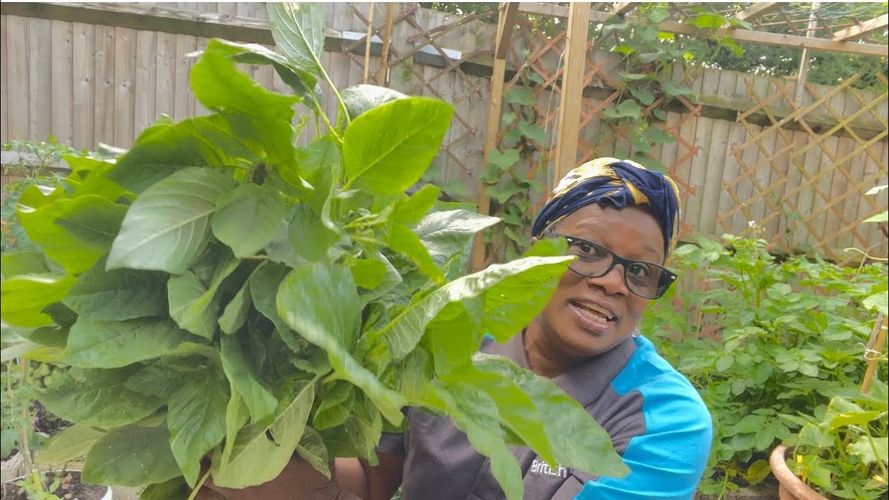 LETS GO FARMING, HOW TO GET A SECOND CROP OF CALLALOO FROM YOUR GARDEN ...