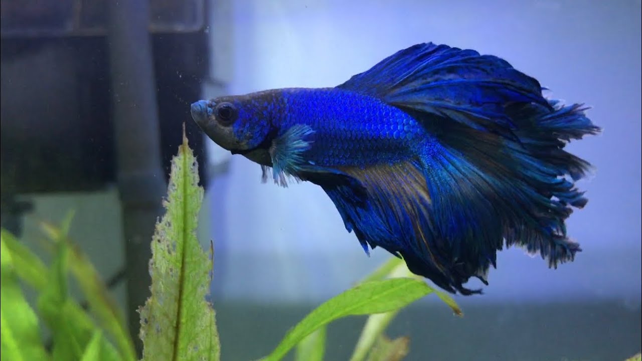 Feather Tail Betta Fish. Wow ! - YouTube