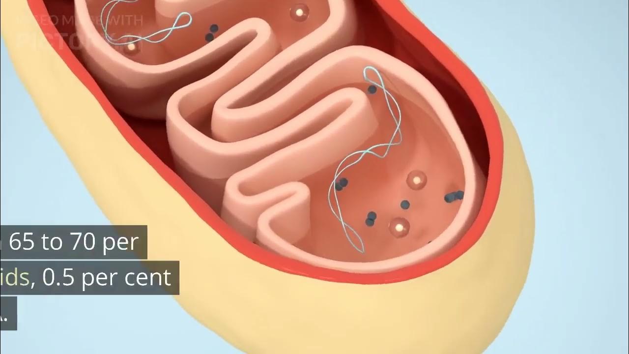 Exploring the Mighty Mitochondria: The Powerhouses of Our Cells - YouTube