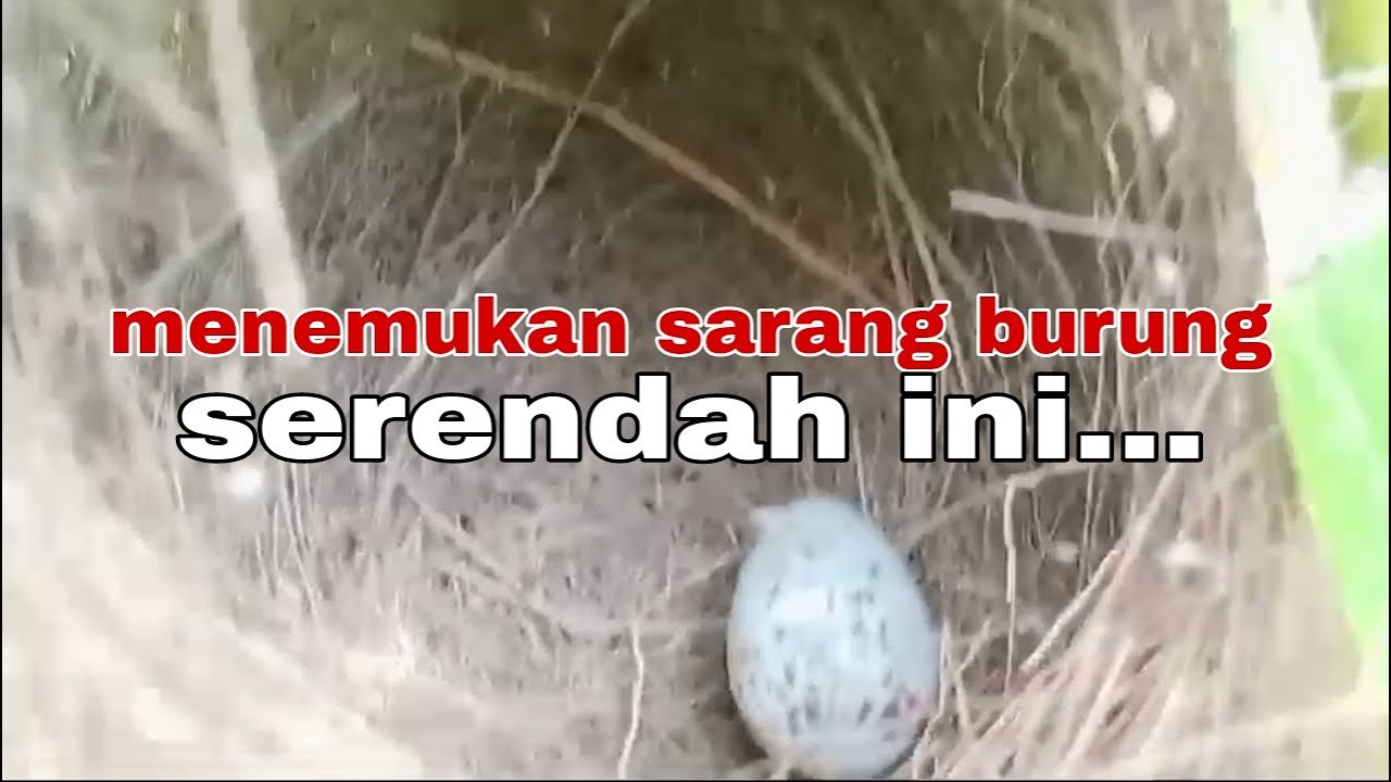 MENCARI SARANG BURUNG - DI LADANG YANG DI HUNI BANYAK BABI HUTAN - YouTube