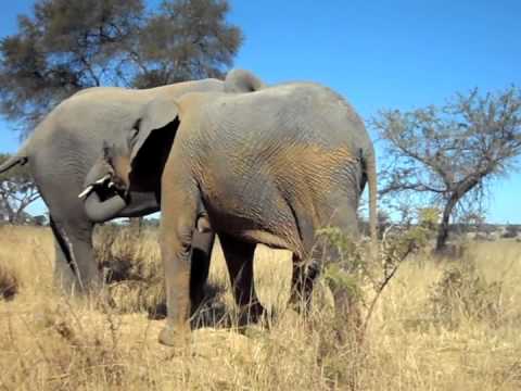 Imire Safari Ranch, Zimbabwe, 2012 - YouTube