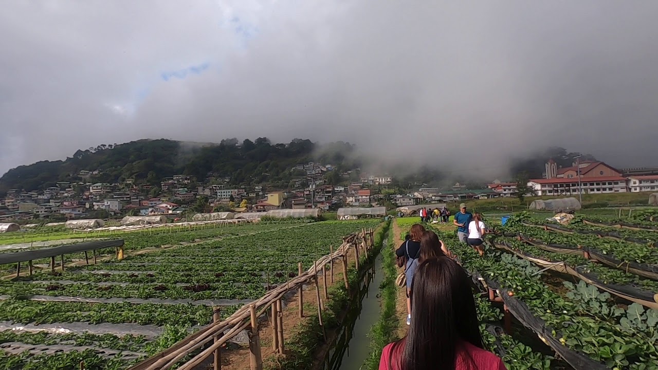 Lettuce picking in Strawberry Farm, La Trinidad Benguet - YouTube