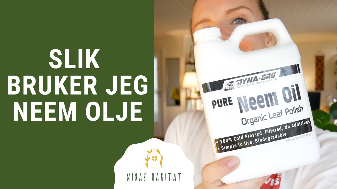 Slik bruker jeg neem olje på plantene mine! - YouTube