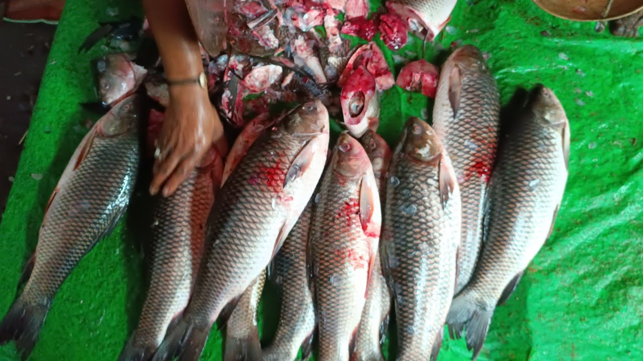 Amazing!! Big Rohu (Rui) Fish Cutting & Clearing || Fish Cutting Skill ...