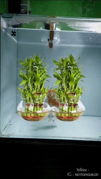 3 tanaman air yang cocok untuk akuarium - YouTube