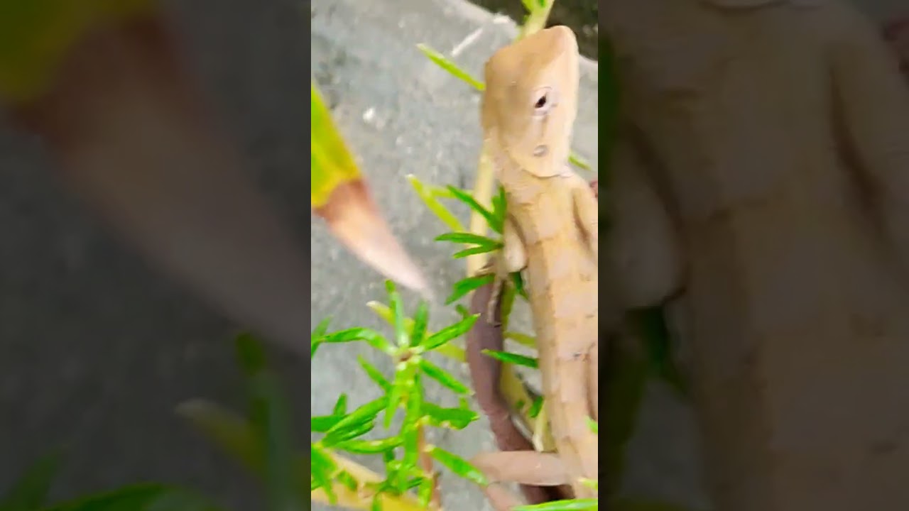 GIRGIT BABY IN MY 🌱PLANTS - YouTube