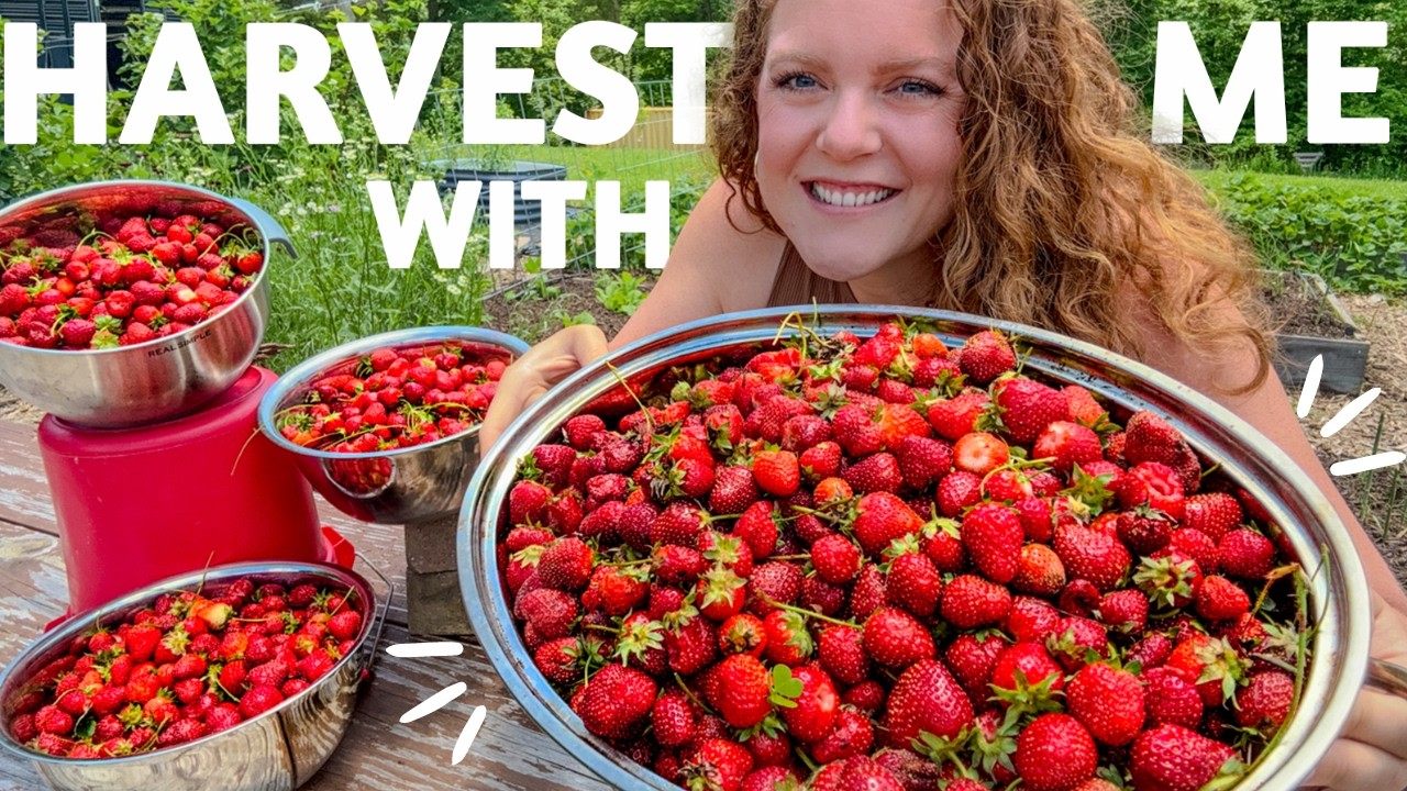 Massive Strawberry Harvest at Home! 🌱🍓 Plus Bonus Veggies & Herbs ...
