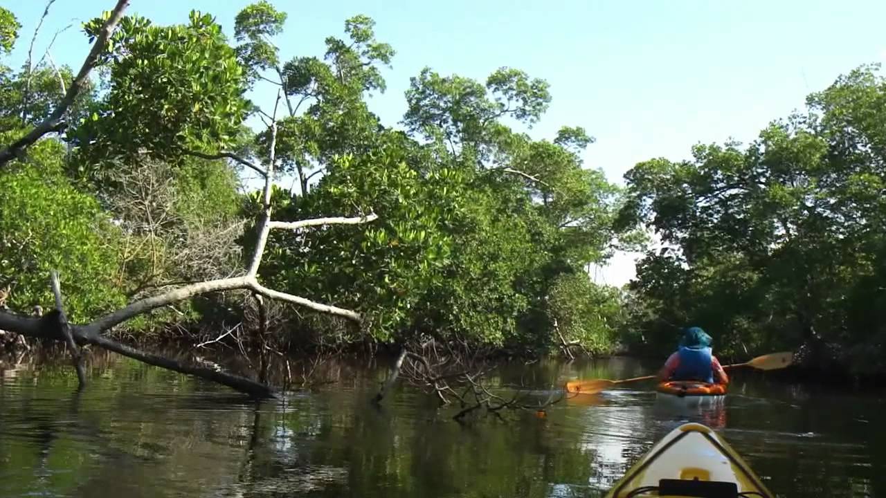 Ding Darling Mangrove Trail - YouTube