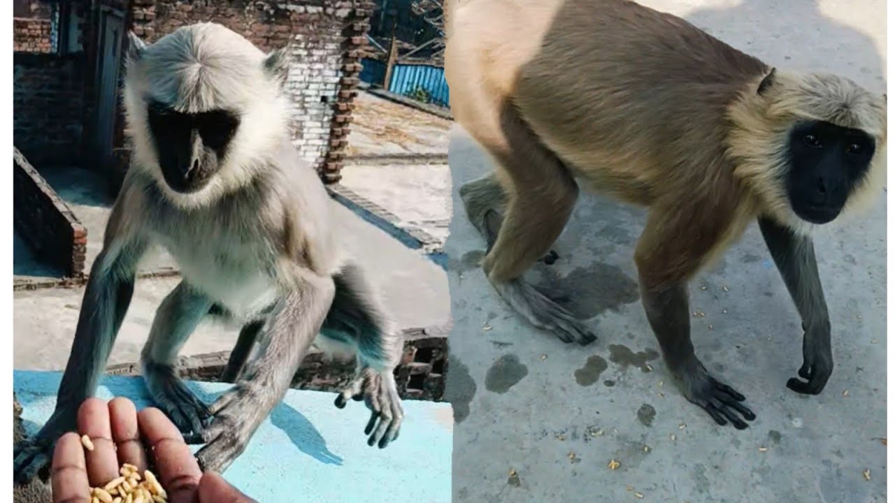 Monkey?? Hanuman eating video 🙏🙏💥💯 - YouTube