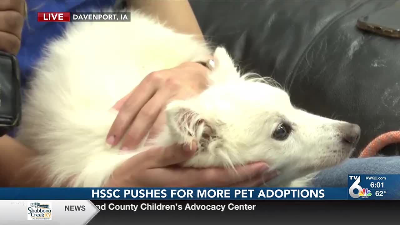 Humane Society Of Scott County Adoption