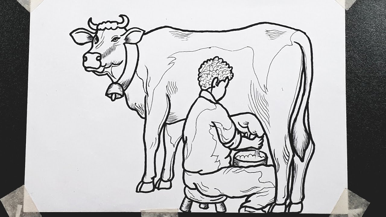 Milking Cows Drawing