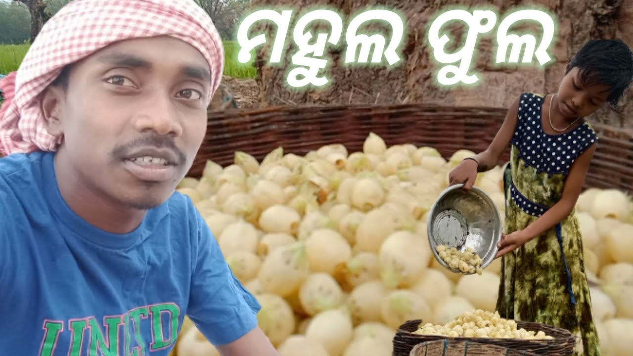 MAHULA PHULA || Mahuaa || Mahul flowers .namasteodishavillage ...