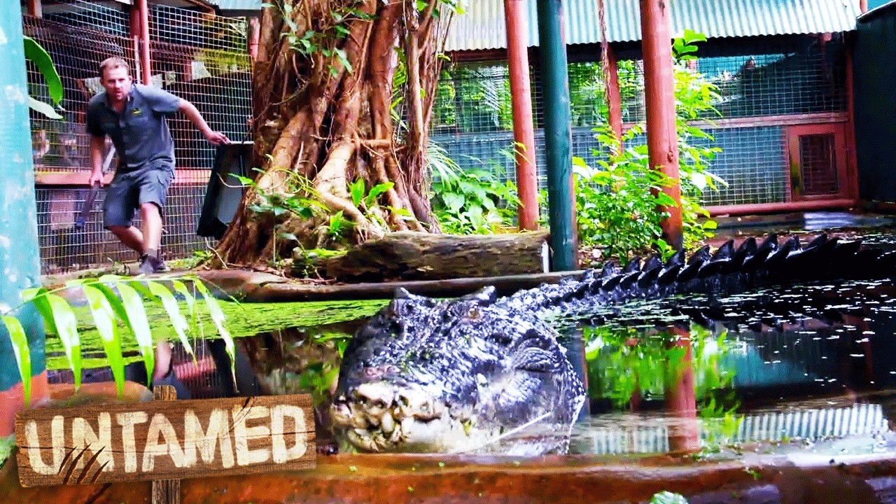 Collecting Poop From a Deadly Crocodile! 🐊 Untamed - YouTube