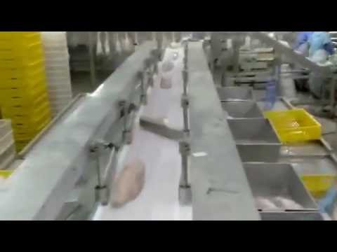 weight sorting machine for poultry (duck, chicken, meat) - YouTube