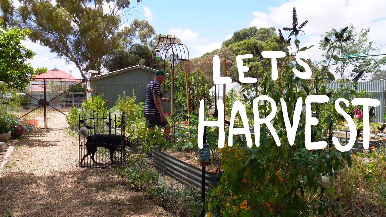 Lets Harvest some Potatoes and Beetroot. - YouTube