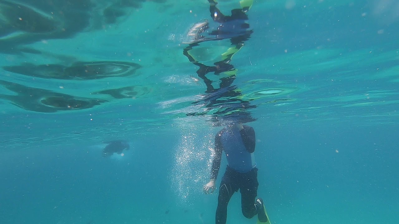 Turtle Viewing Bohol - YouTube