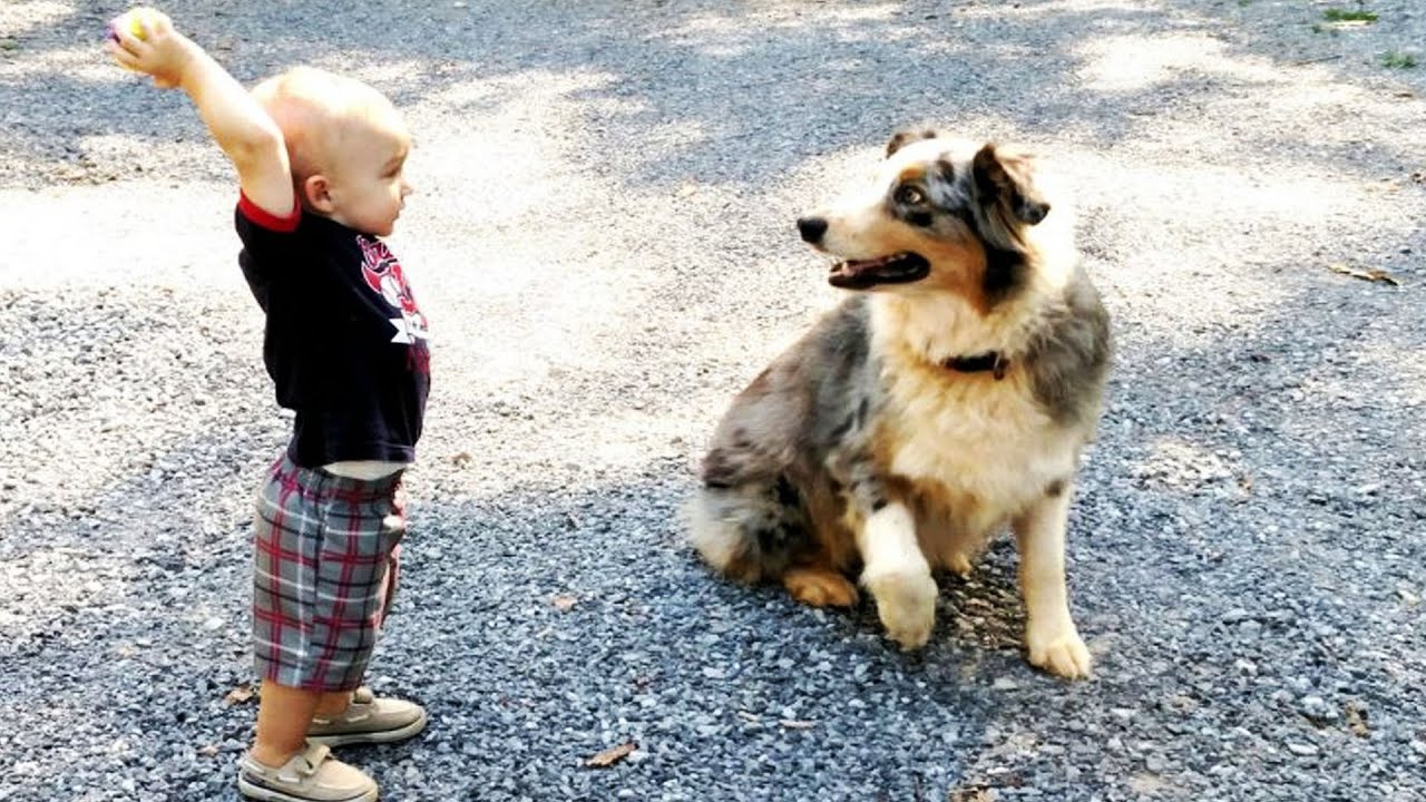 Family Dog Runs Towards Baby – Stuns Parents With What He Does Next ...