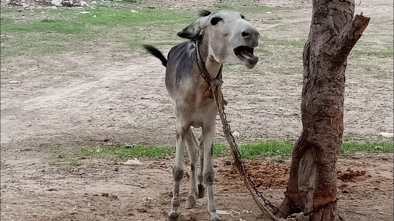 #dog donky animal practice ki video - YouTube
