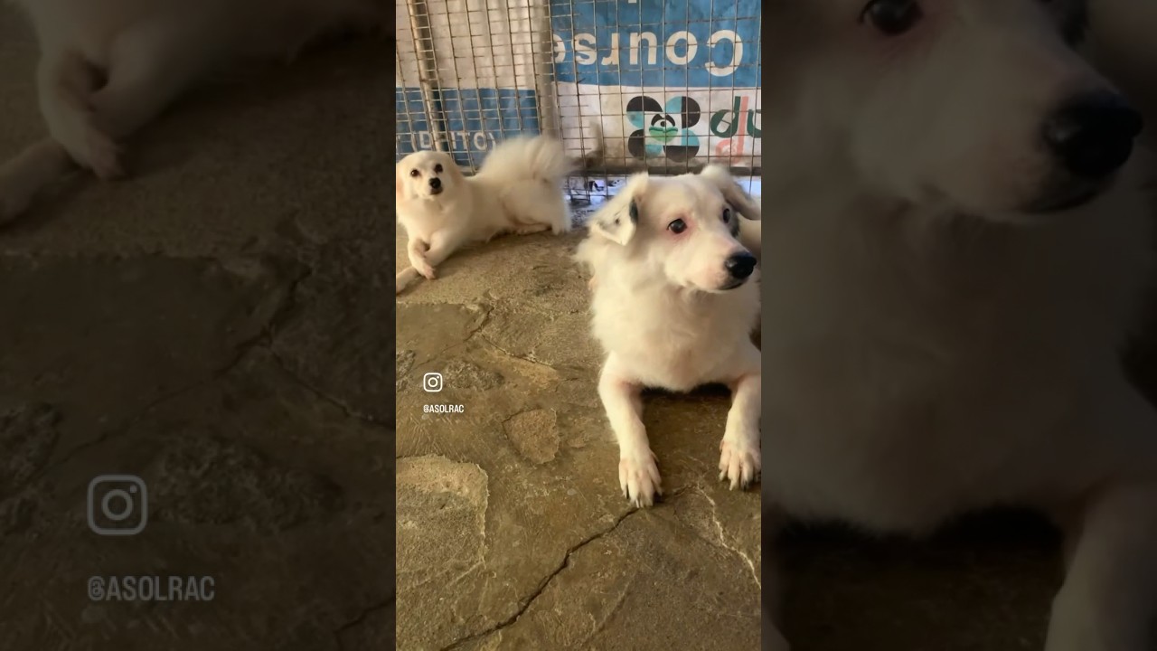 Japanese #Spitz x #Aspin - YouTube