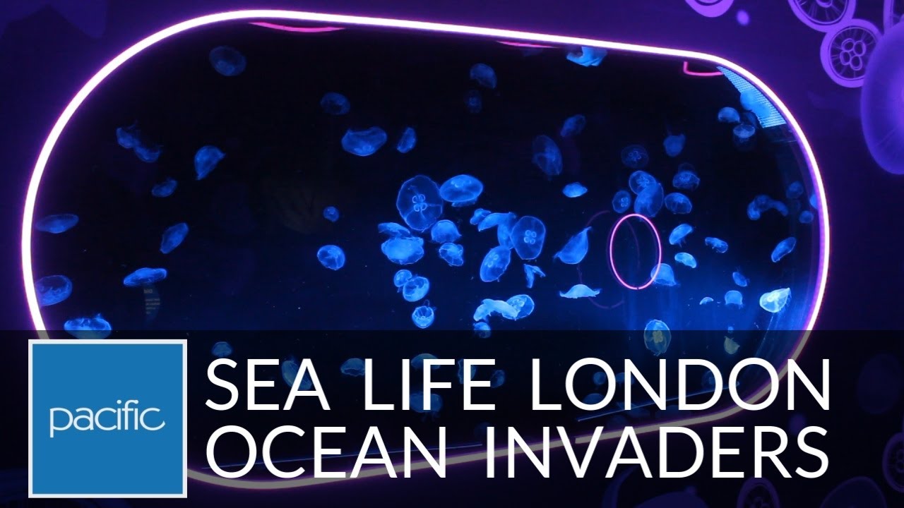 Pacific Computers Ltd - Sea Life London Aquarium - Ocean Invaders Case ...