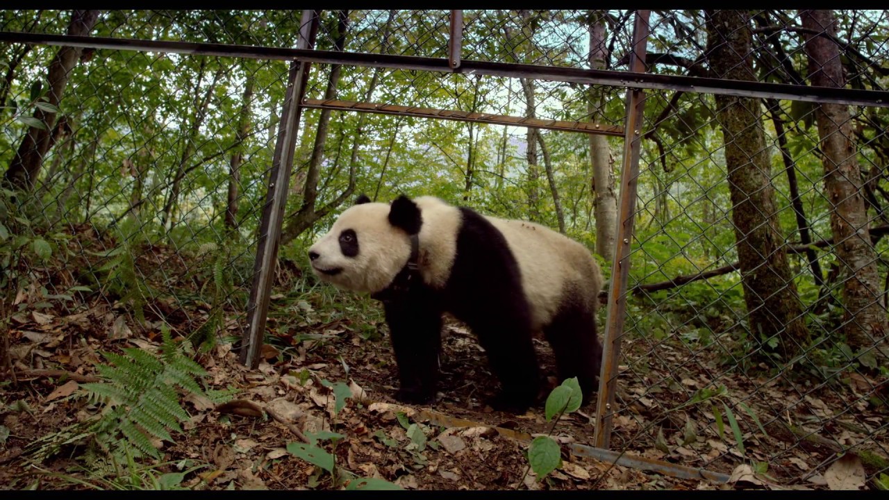 PANDAS - OFFICIAL TRAILER [HD] - YouTube