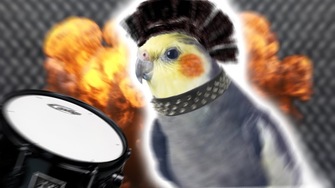 Birb does a Heavy Metal - YouTube