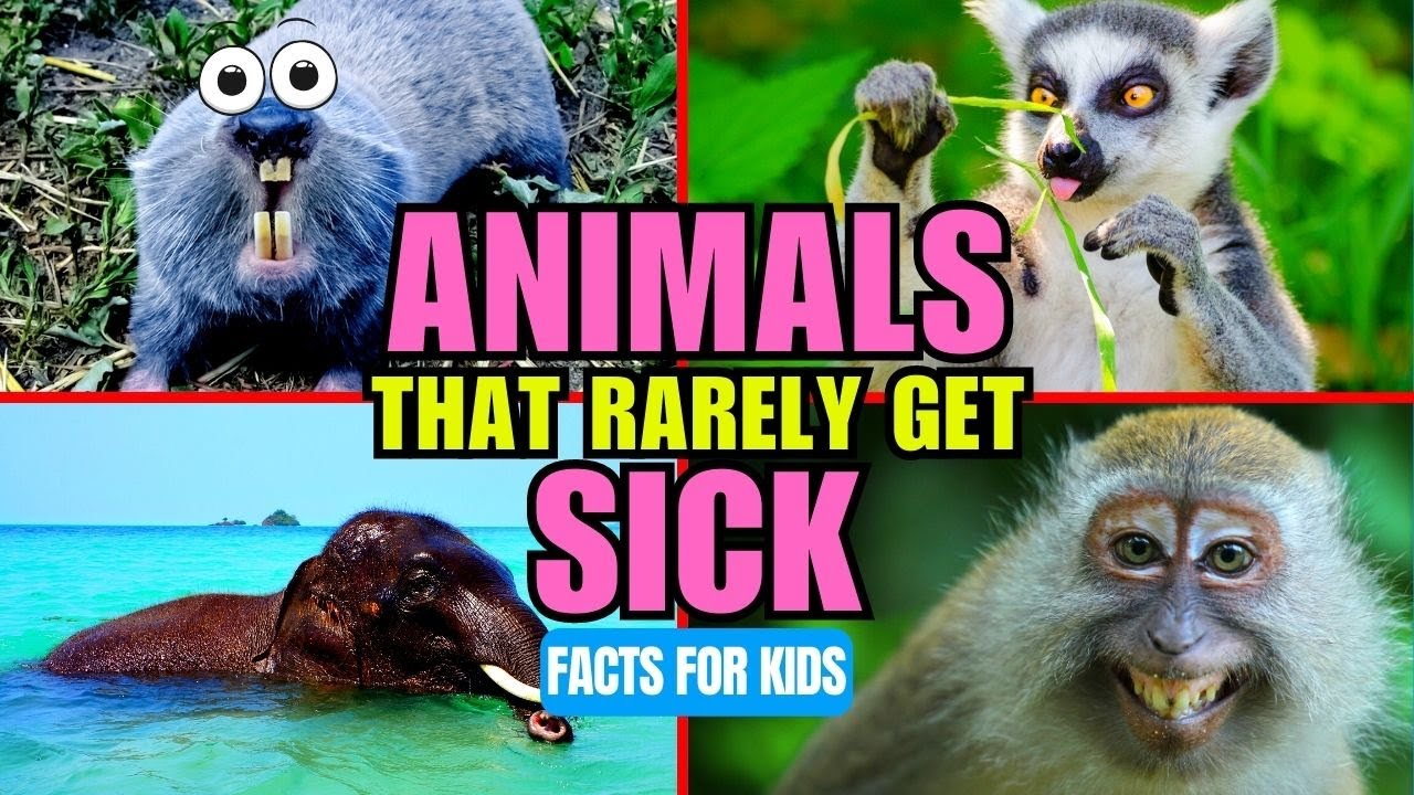 Top 10 Animals That Rarely Get Sick - Facts for Kid - YouTube