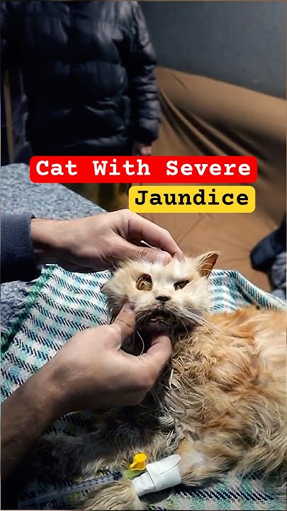 Cat with severe jaundice | Cat Jaundice reasons and remedies | How to ...