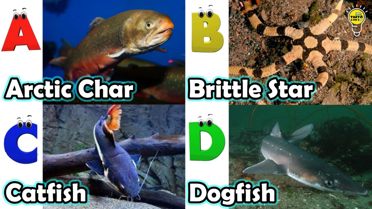 Cute ocean animals | ABC phonics animals | ABC Sea Animals song ...