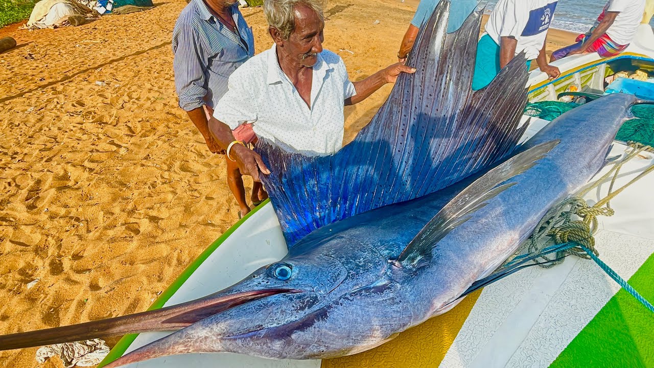 Amazing!! Huge 50 KG Sailfish Cutting Skills in Sri Lankan Rural ...