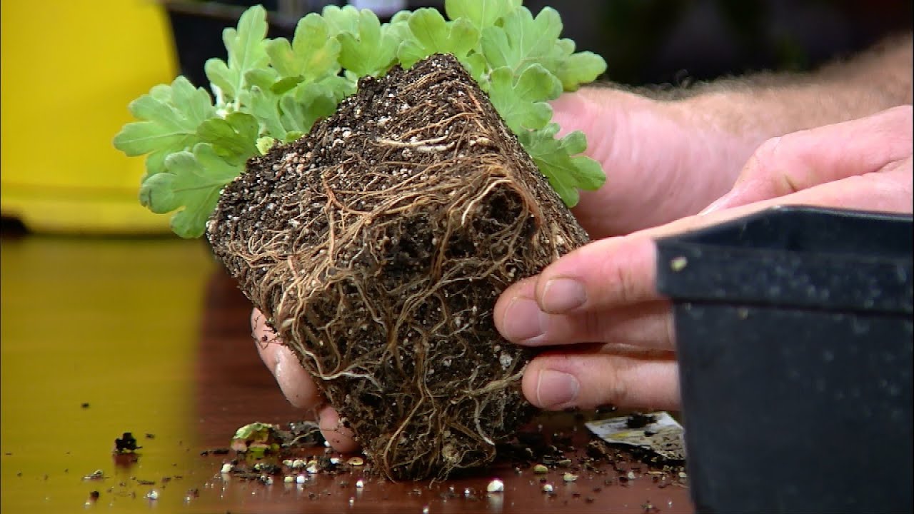 Digging Deeper with Backyard Farmer | Plants to Buy in July - YouTube