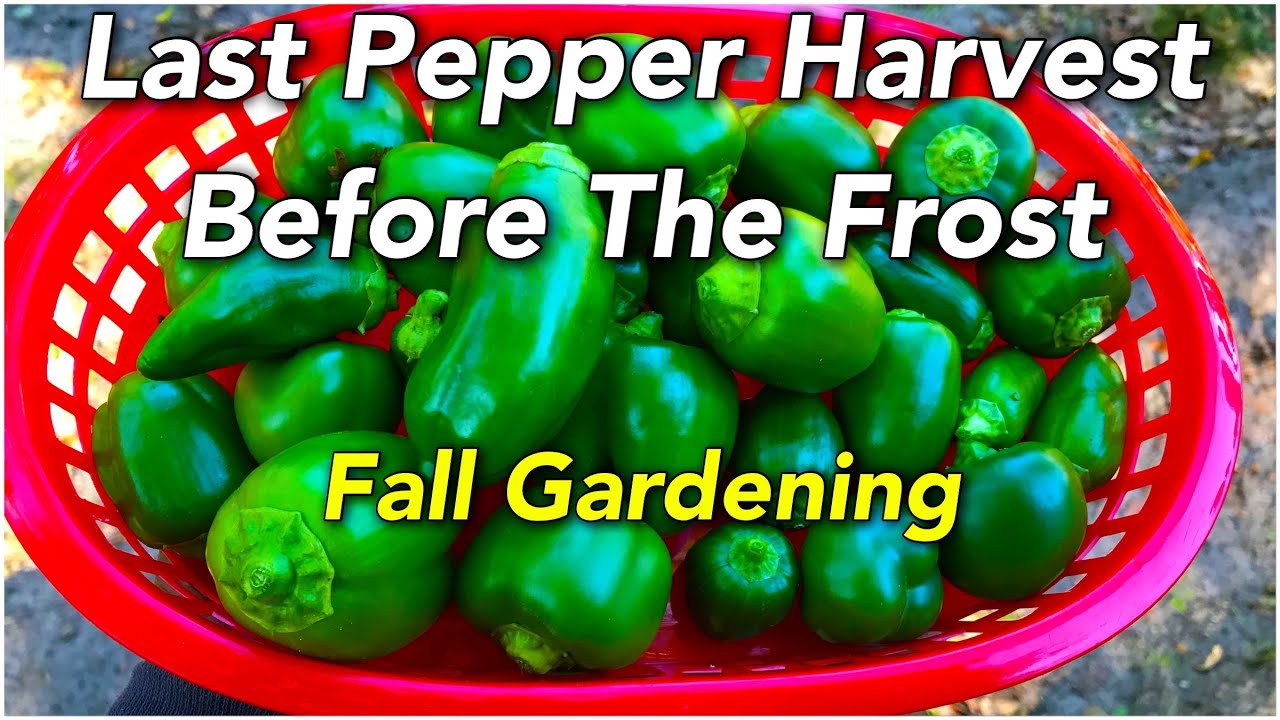 Last Pepper Harvest Before The Frost | Fall Gardening - YouTube