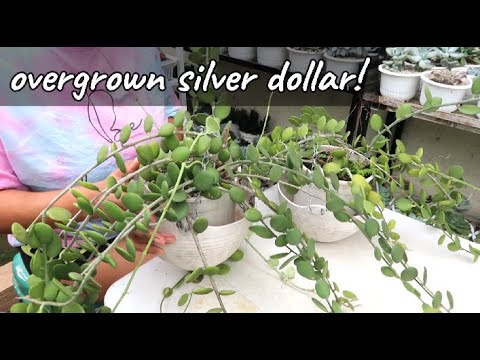 DO THIS TO OVERGROWN PLANT IN THE GARDEN! - YouTube