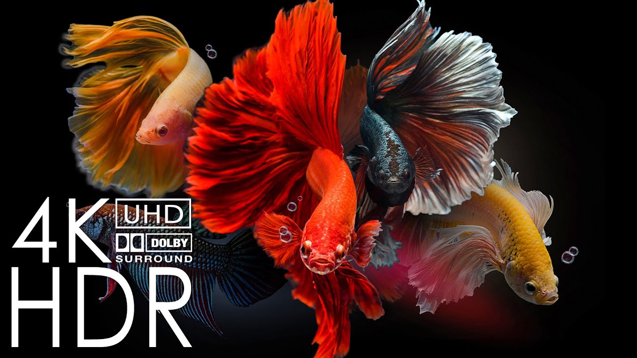 Stunning Betta Fish 4K HDR 60fps Dolby Vision — 4K UHD Abstract Liquid ...