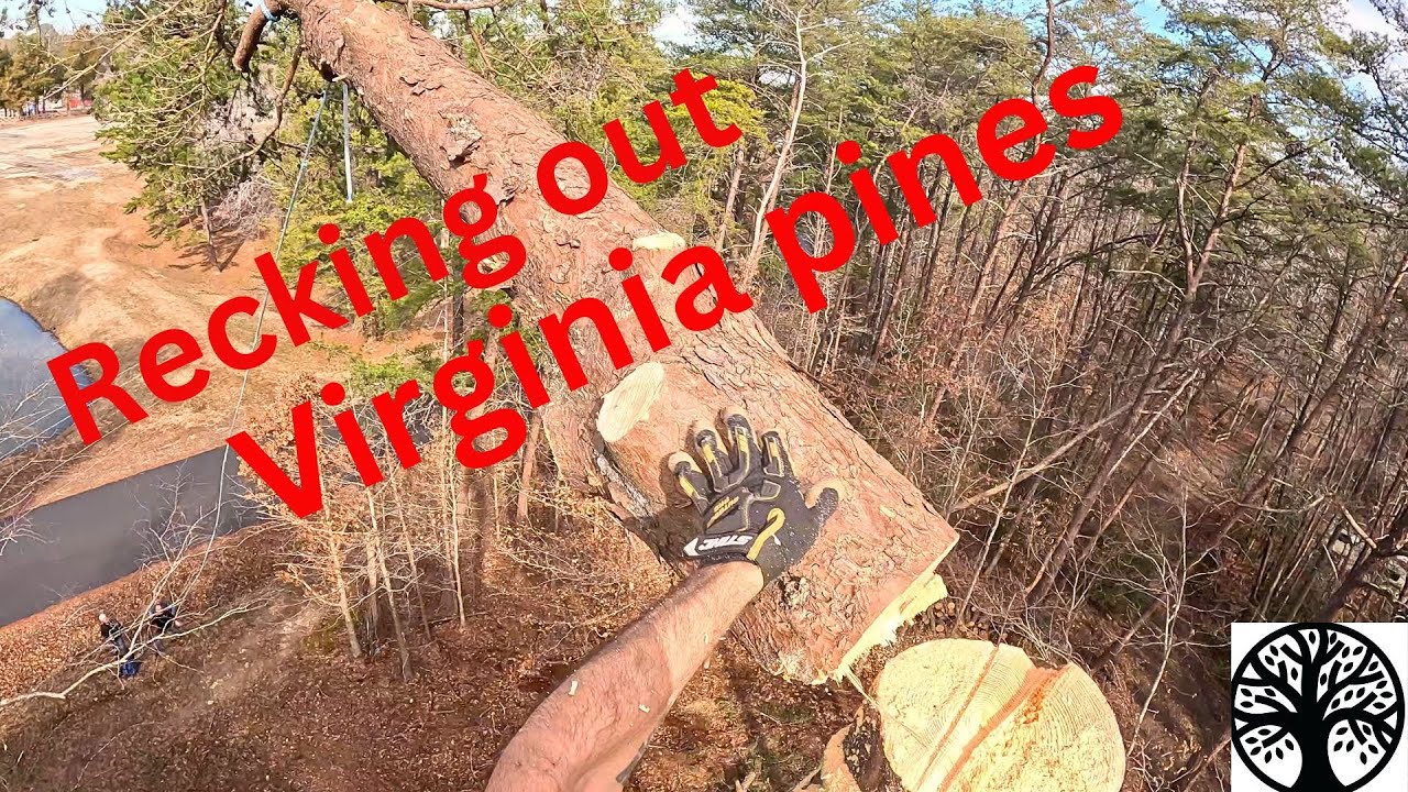 Recking Out Virginia Pine's - YouTube