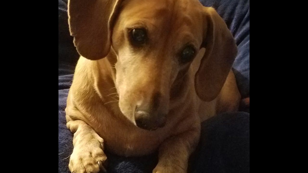 Dogs Guide to Perfect Begging - YouTube