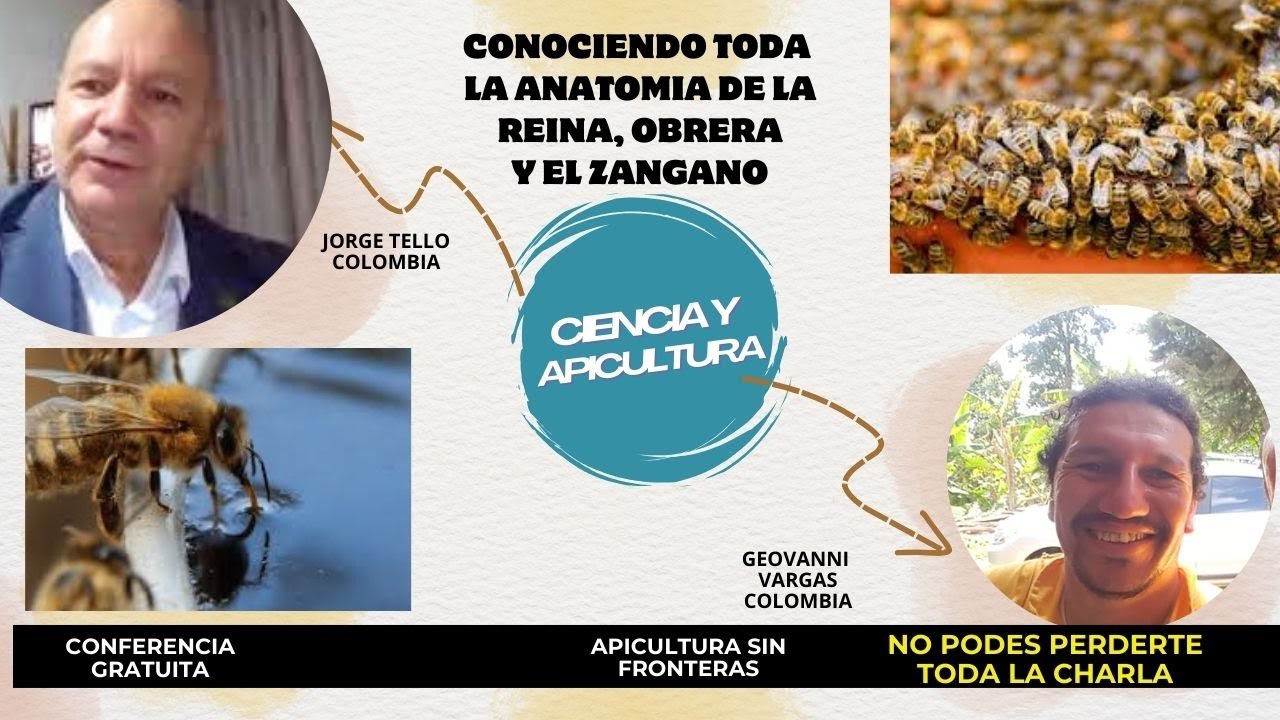 Todo lo que necesitas saber de la Abeja con la información precisa ...