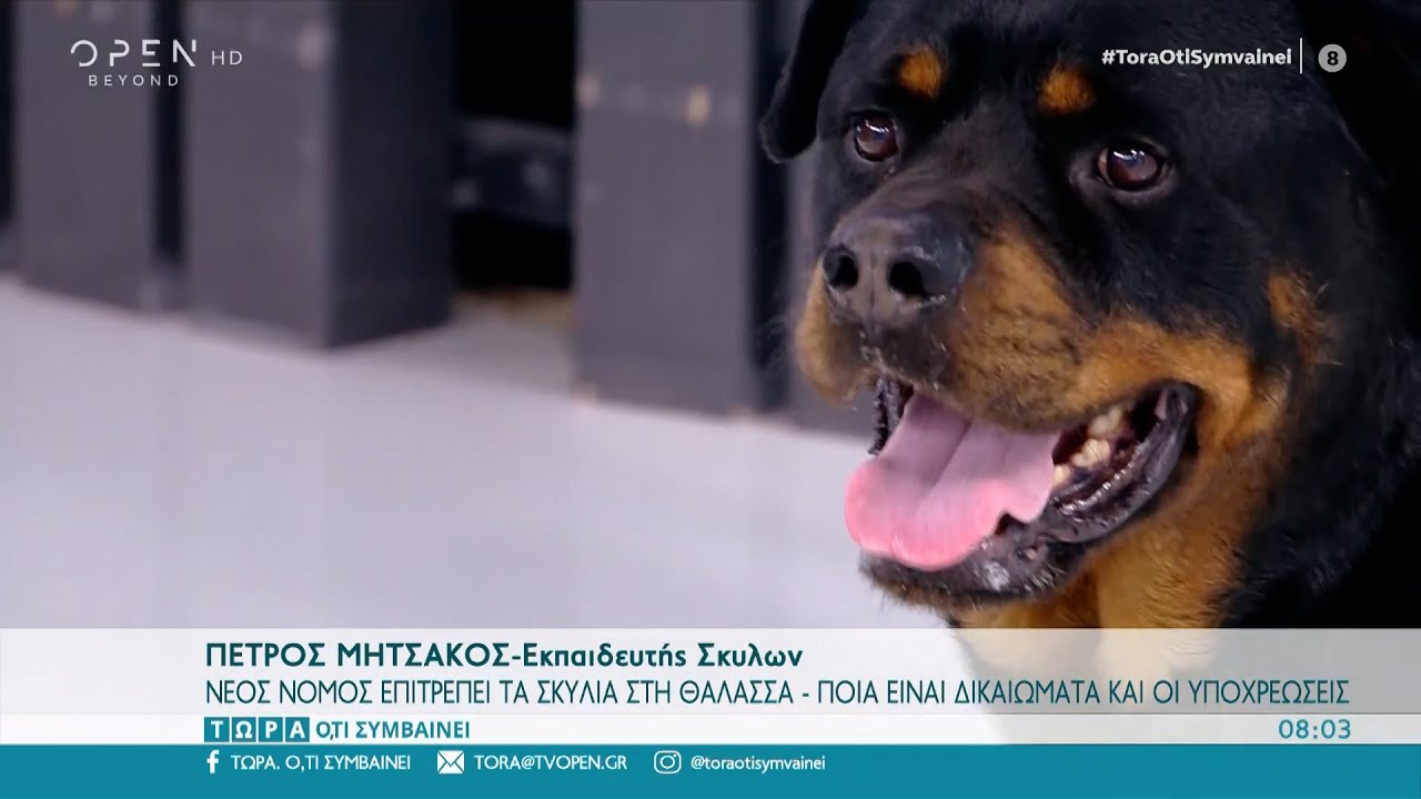 Νέος νόμος επιτρέπει τα σκυλιά στη θάλασσα – Ποια τα δικαιώματα και οι ...