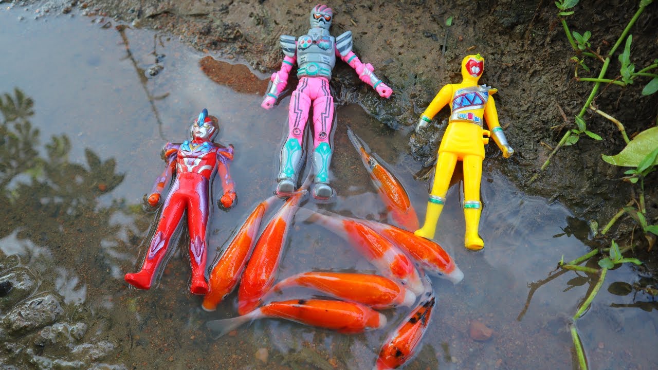 Mencari Ultraman Zero, Ultraman Ginga, Ultraman Taro, Ikan Koi, Ikan ...