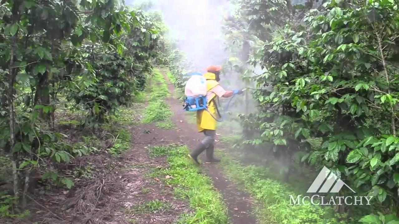 Coffee producer in Guatemala faces rust problems/ 8/1/13 - YouTube