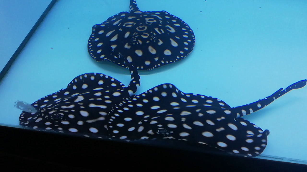 Black Diamond Stingray pups - YouTube