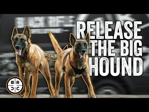 Man's Best Friend: Belgian Malinois in Ultra Slow Mo