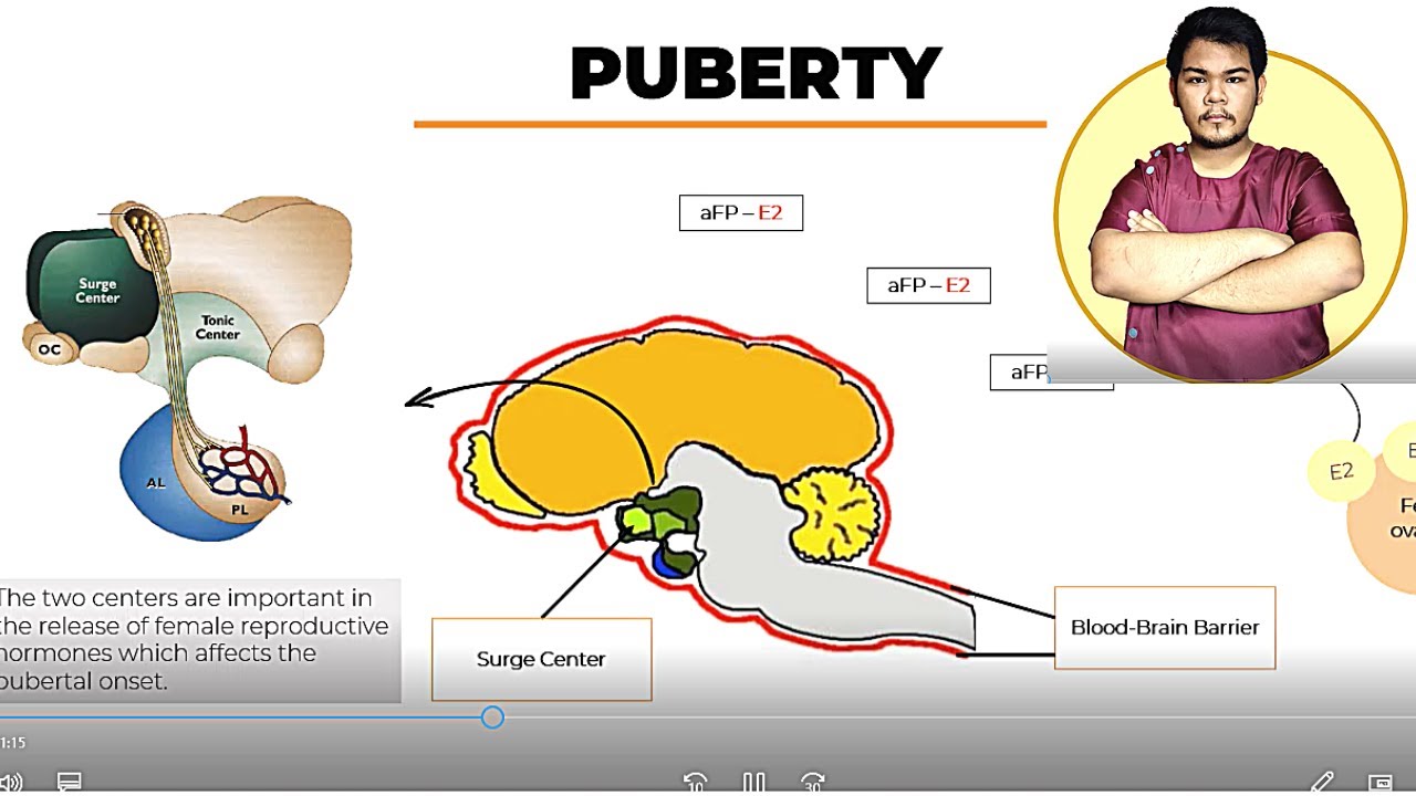 VET ENDO | Puberty: Change in GnRH Release | Student Output - YouTube