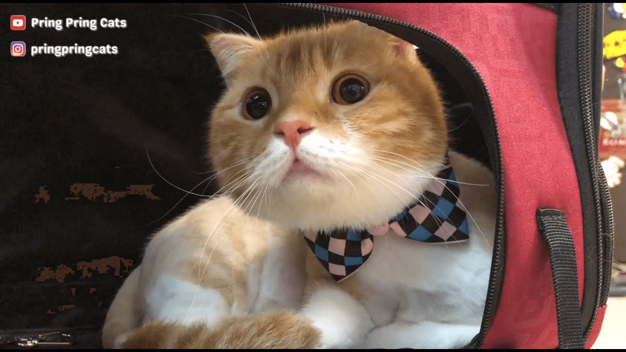 Furry Orange resting in a pet bag | Pring Pring Cats #pringpringcats ...