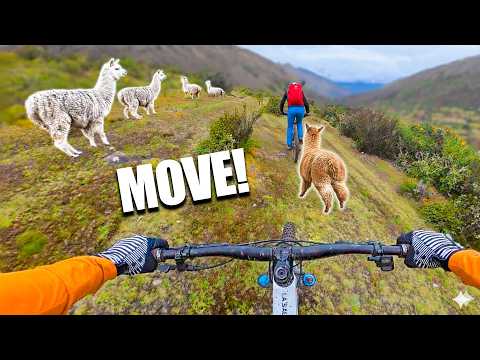 The Craziest Trail Obstacle Yet...
