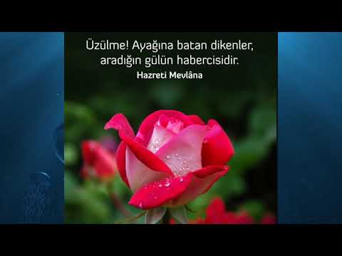 Üzülme! Ayağına Batan Dikenler Aradığın Gülün Habercisidir... Hazreti Mevlana Sözleri
