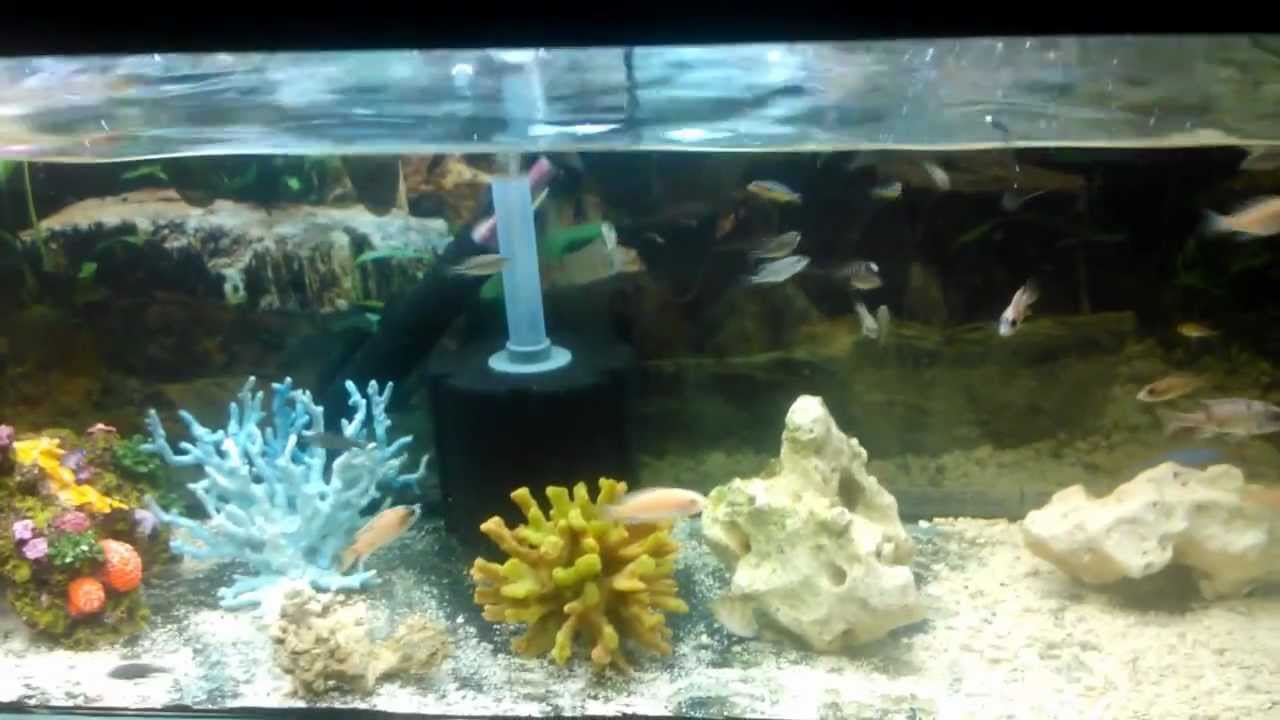 4ft tank - YouTube